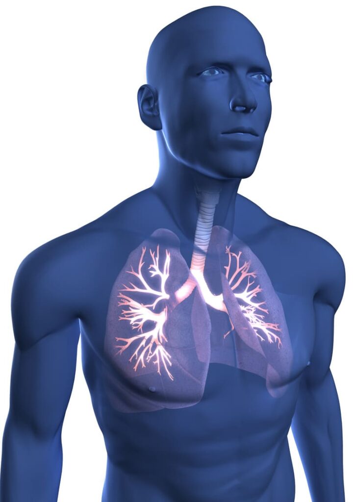Atmung – Anatomie und Funktion der Lunge - hamburgerlungenpraxis.de